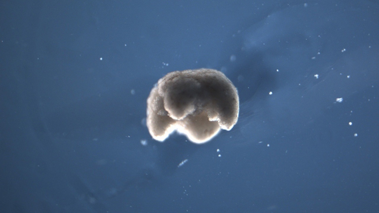 Living Robots Can Now Reproduce, Scientists Make Groundbreaking Feat