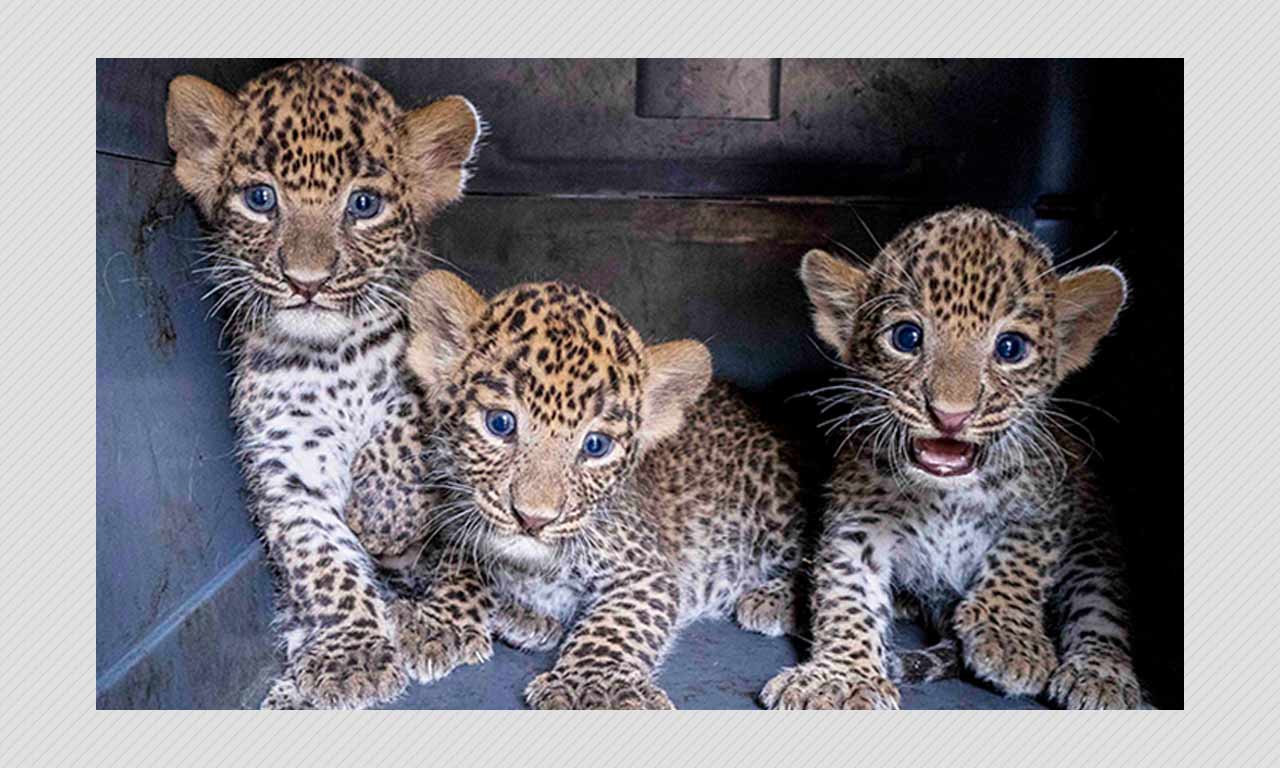 Four Leopard Cubs Reunited With Their Mother Twice Within A Few Days In ...