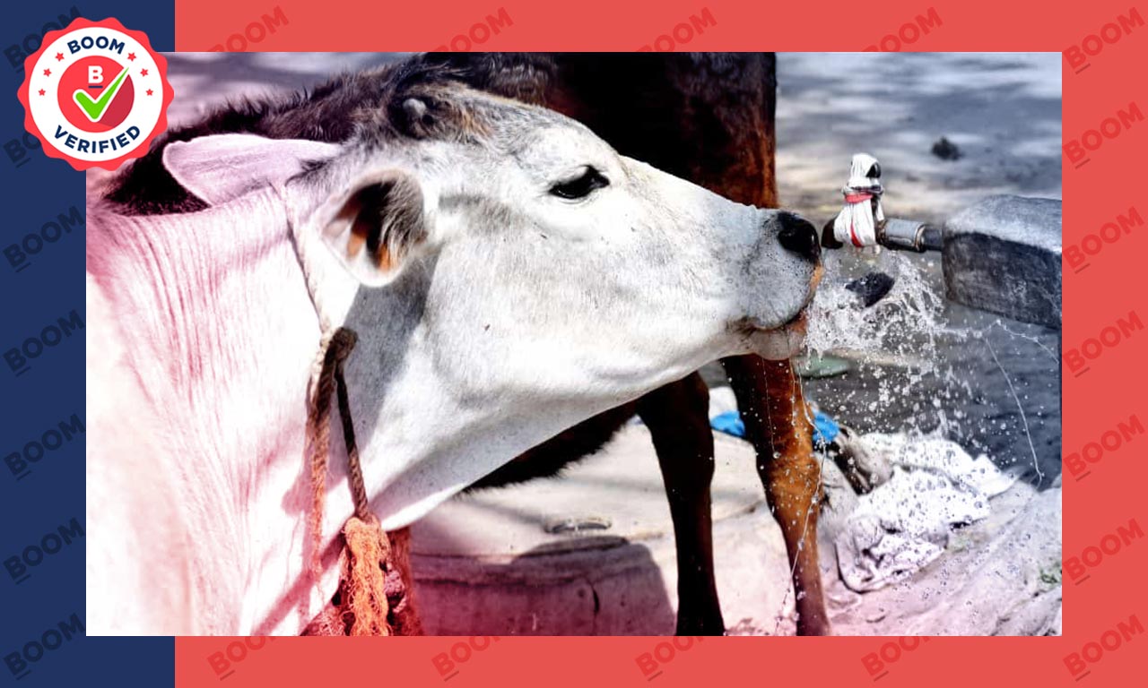 BOOM Verified - Yes, Animal Welfare Board Wants To Celebrate Feb 14 As ...