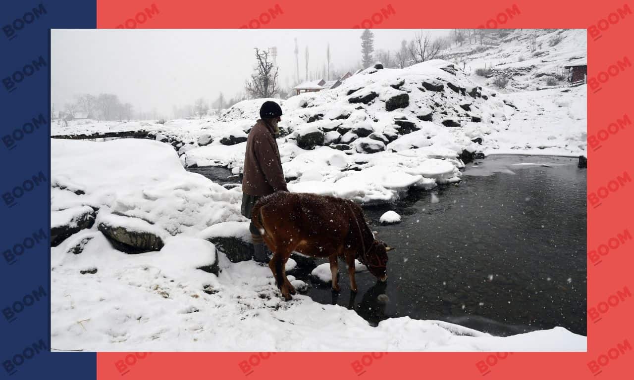 Explained - Cow Burp Tax: What Is New Zealand's New Bid To Control ...