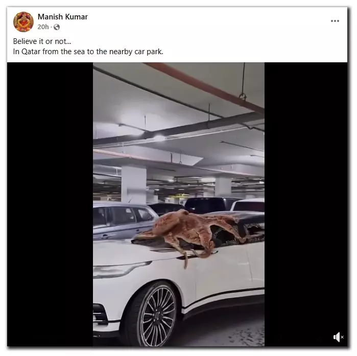 Video Of Octopus Destroying Car In Parking Lot Is Computer Generated | BOOM