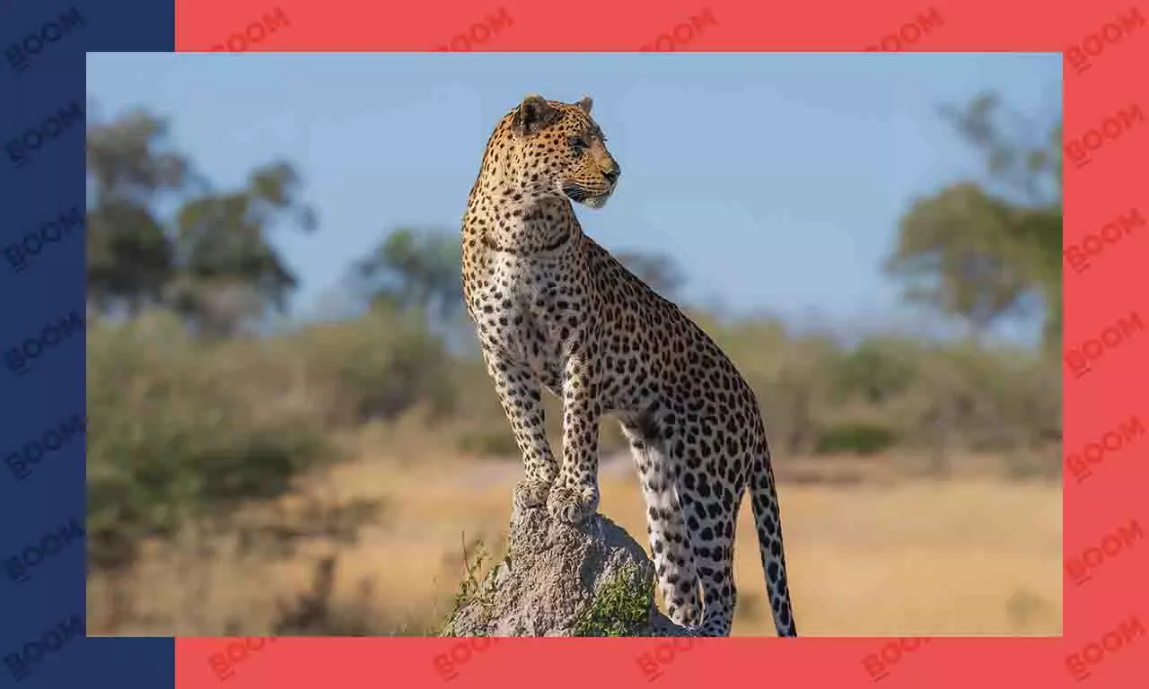 Global Wildlife Population Declines 73% in 50 Years, WWF Report Reveals